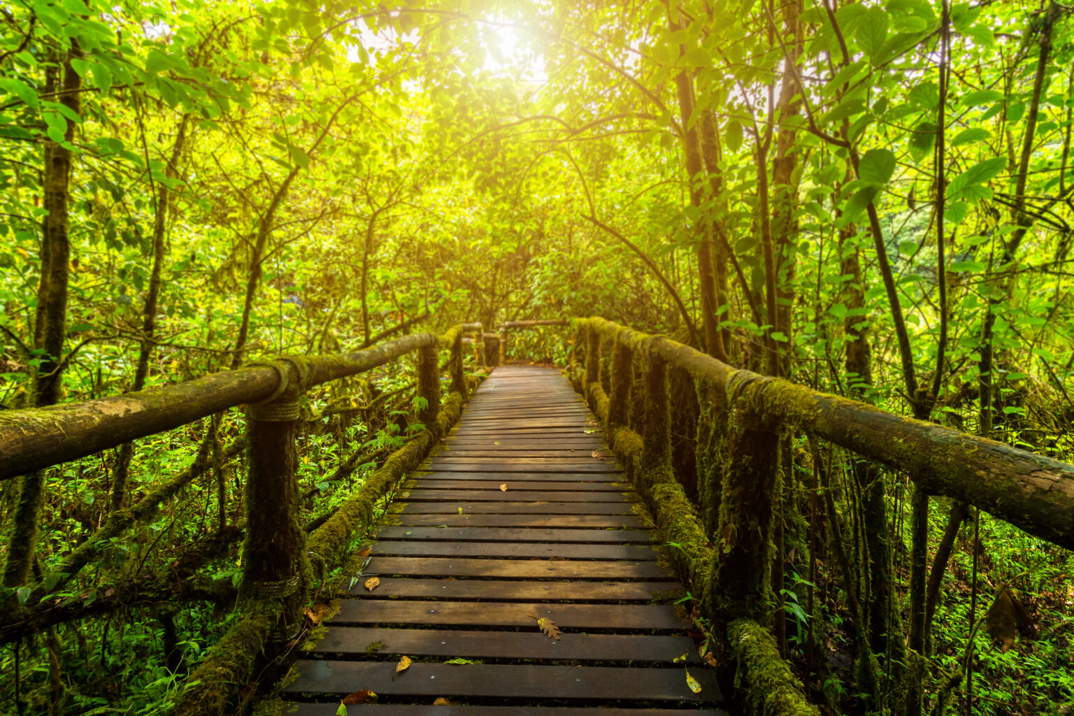 INSPIRE Magazine: Nature Heals - Ecotherapy For Mental Wellness ...